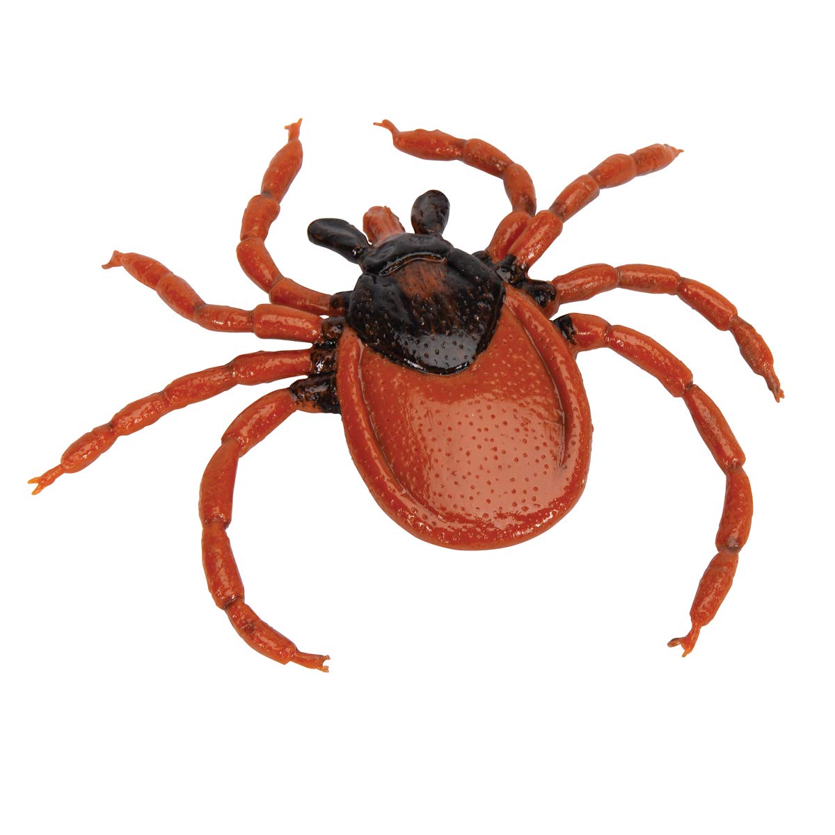 3B Scientific R50 Castor Bean Tick (Ixodes Ricinus) Model – BigaMart