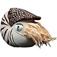 Amazon.com: FRANKIEZHOU Simulation Nautilus Plush,Stuffed Animal,Plush ...