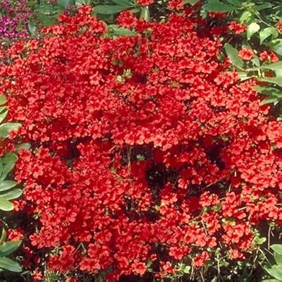 1 X Azalea 'geisha Red' Japanese Evergreen Shrub Philippines | Ubuy