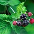 Amazon.com : 'Tahi' Black Raspberry Plant - Thornless Black Raspberry ...