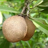 Sapodilla - How to grow & care