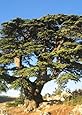 Amazon.com : 20 Cedrus Deodara Tree Seeds / Himalayan Cedar (Deodar ...