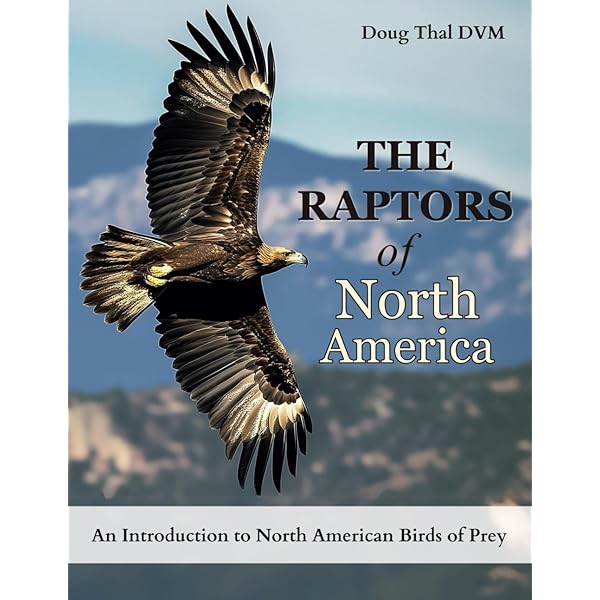 North American Birds Of Prey Identification