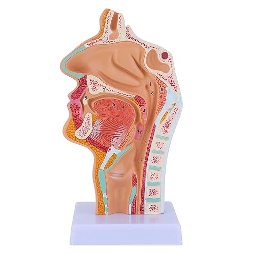 Nasal Cavity Throat Anatomy Model Human Anatomical Pharynx Larynx Model ...