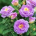 Amazon.com : Blue Rose Bush Live Plant, Heirloom Rose Plant Live for ...