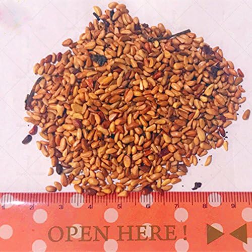 Sementi EgBert 100Pcs Semi di Rose Nere Fiore con Red Edge Rare Rose ...