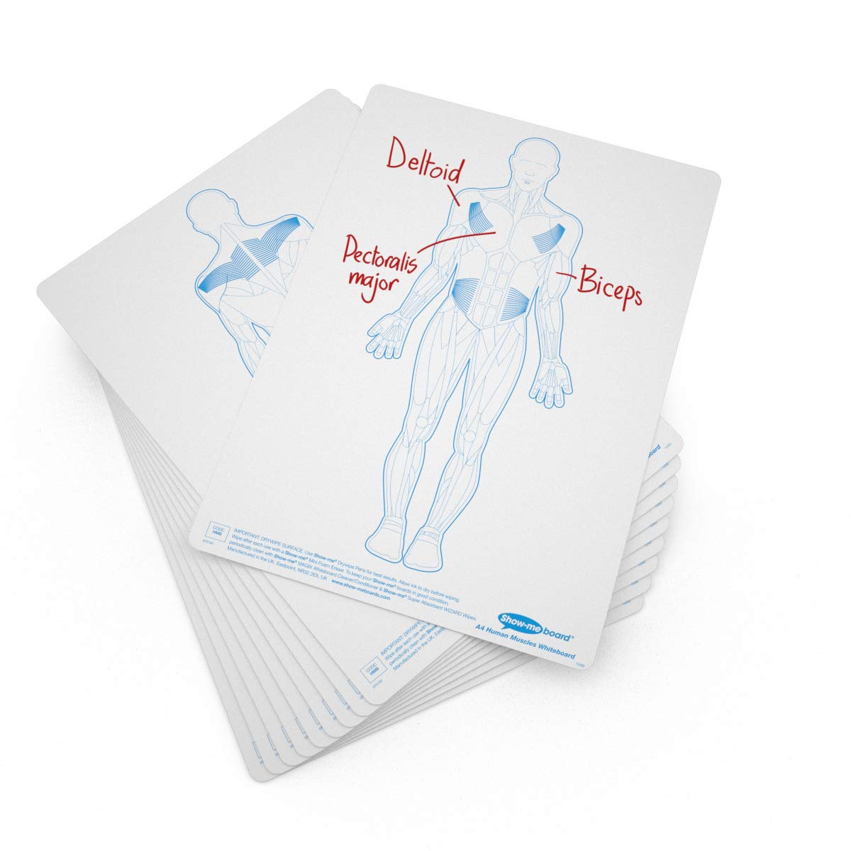 Show Me A4 Human Muscle Drywipe Boards 10-Pieces – BigaMart