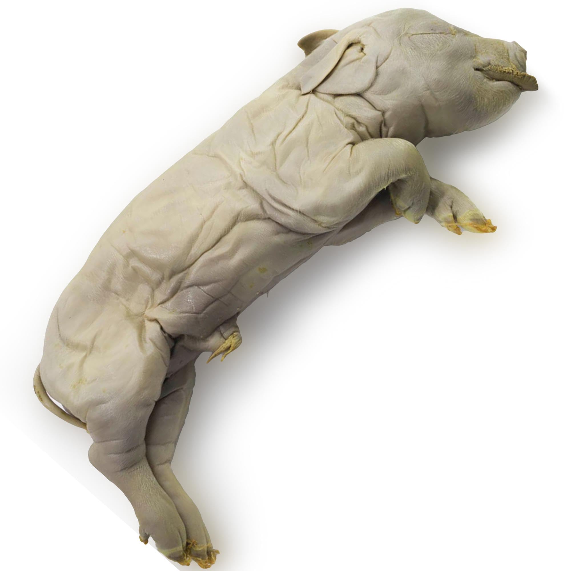 Mua Fetal Pig Specimen for Dissection, for Biology and Anatomy ...