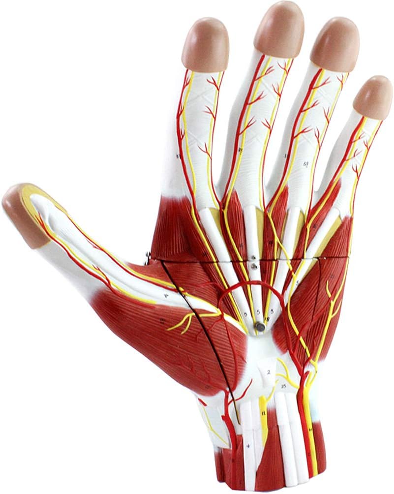 FHUILI Modelo anatómico de la Mano con neurovascular - 2X magnificado ...