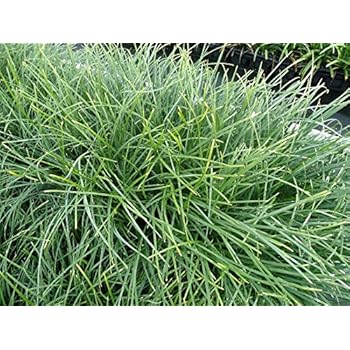 Amazon.com: New and Healthy DWARF MONDO GRASS 330 PIPS , EVERGREEN ...