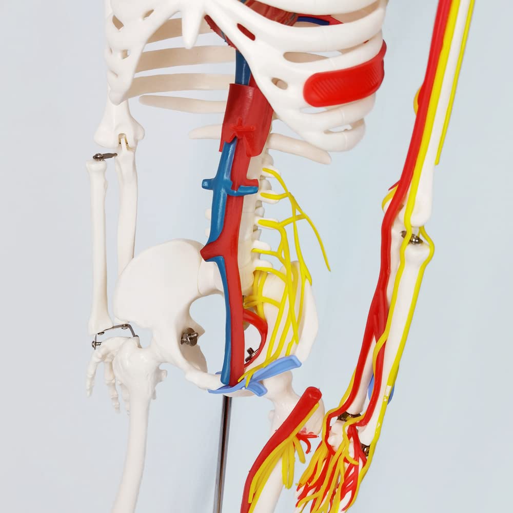 Mua Evotech Mini Human Skeleton Model for Anatomy, 33.5'' 1/2 Life Size ...