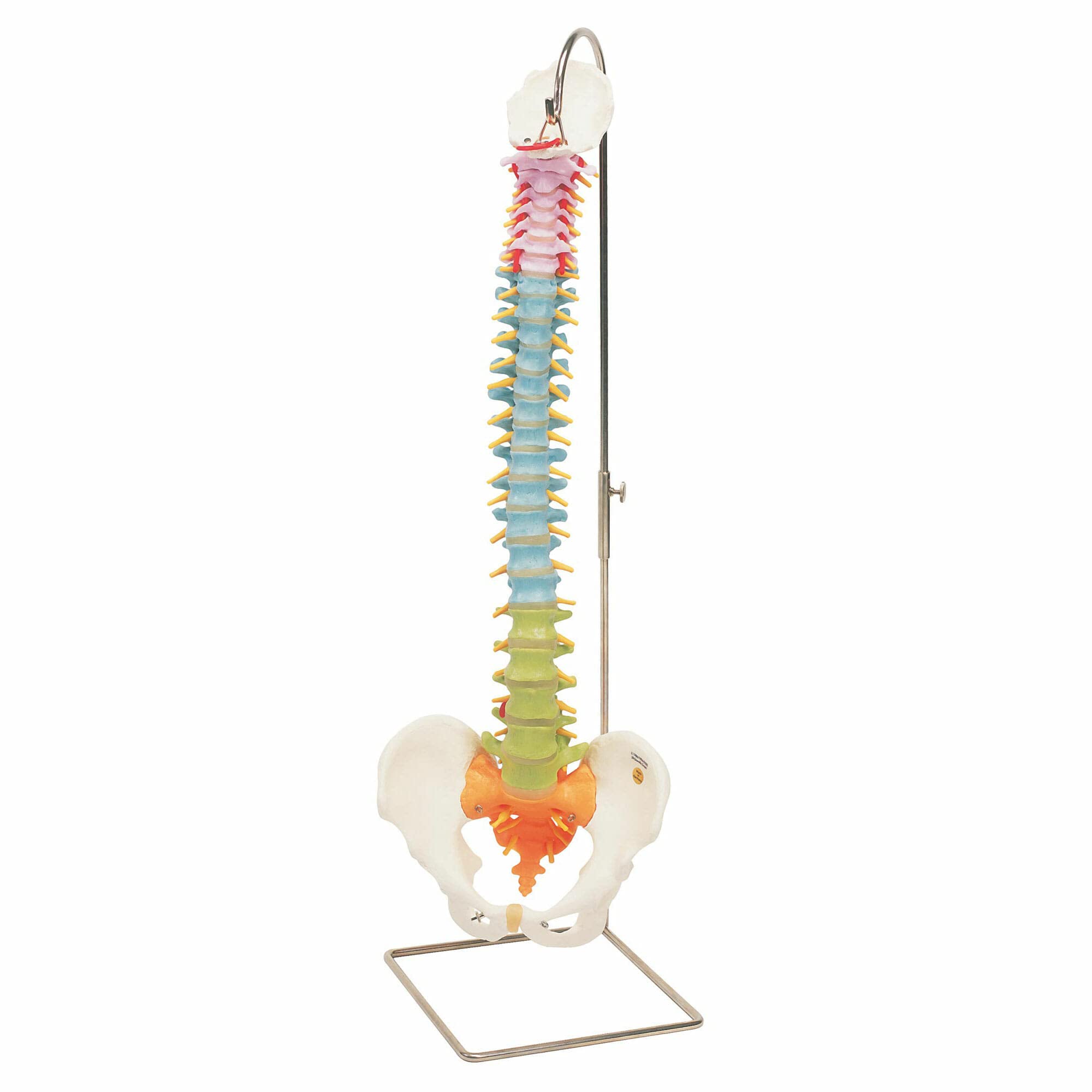 Mua 4 Color Coded Spinal Models, Cervical Vertebrae, Thoracic Vertebrae ...