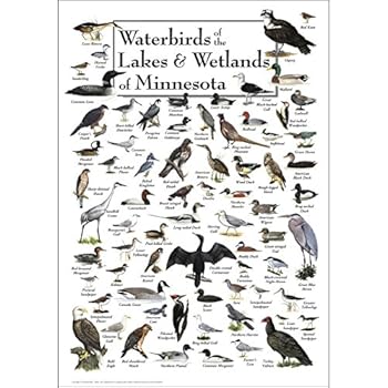 Amazon.com: Poster - Fishes of Minnesota Lakes & Streams: Posters & Prints