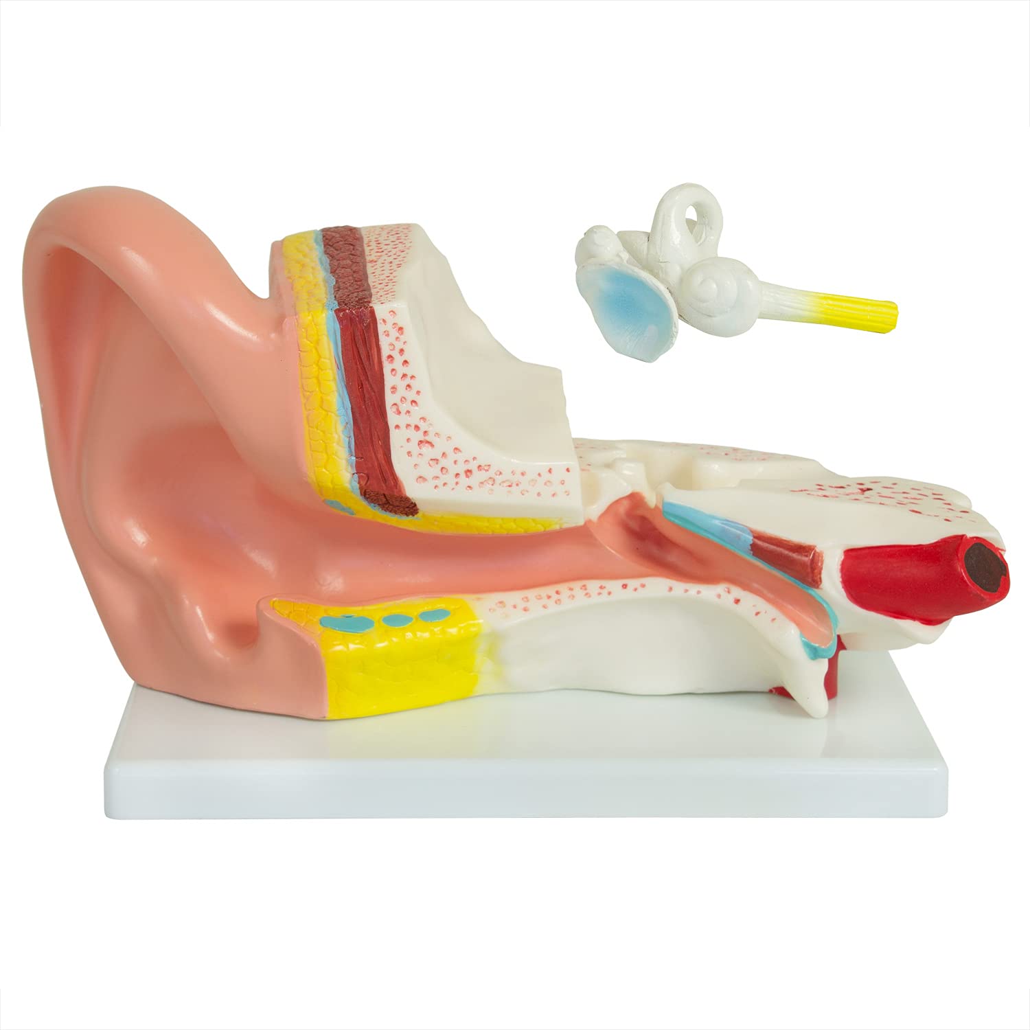 Mua Anatomy Model Human Ear Human Body Anatomical Human Ear Model Human ...