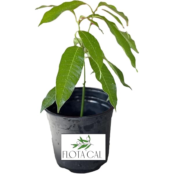 3 ft tall Nam doc mai mango- grafted tree shipping with pot - craibas ...