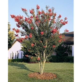 Amazon.com : Tuscarora Crape Myrtle Tree - Live Plant Shipped 2 to 3 ...