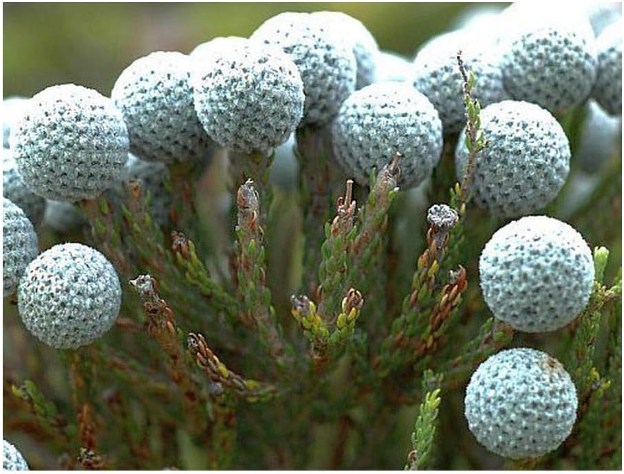 Brunia laevis - Silver Brunia - 10 Seeds: Amazon.co.uk: Garden & Outdoors