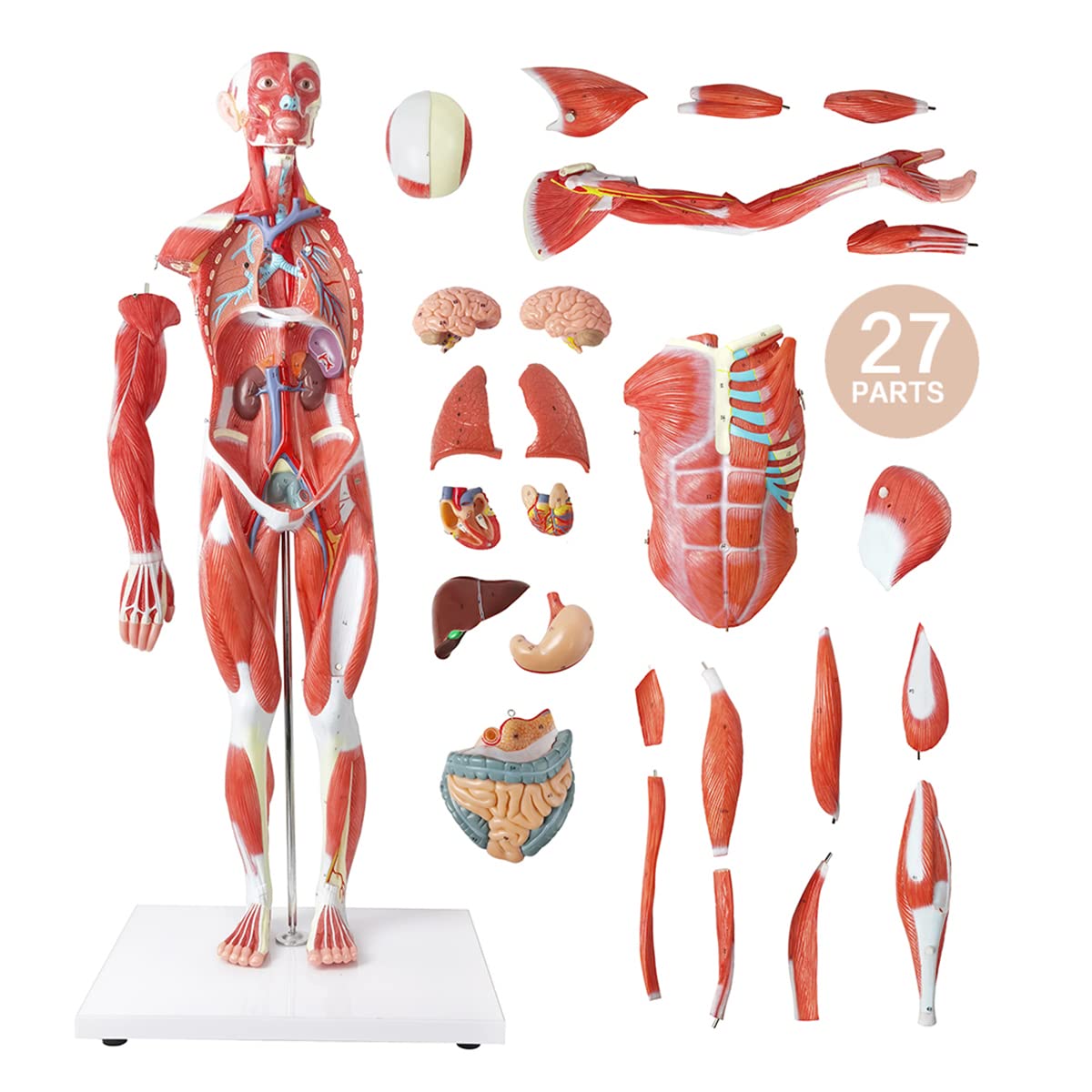 Mua EVOTECH Human Muscle and Organ Model, 27-Part 1/2 Life Size ...