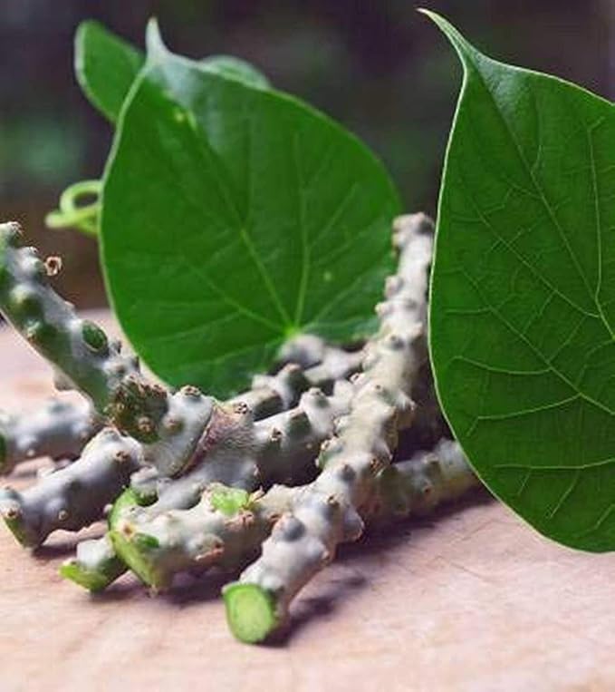 Buy Natural Giloy, Gulvel, Giloy Plant Fresh Stems, Helps in All Types ...