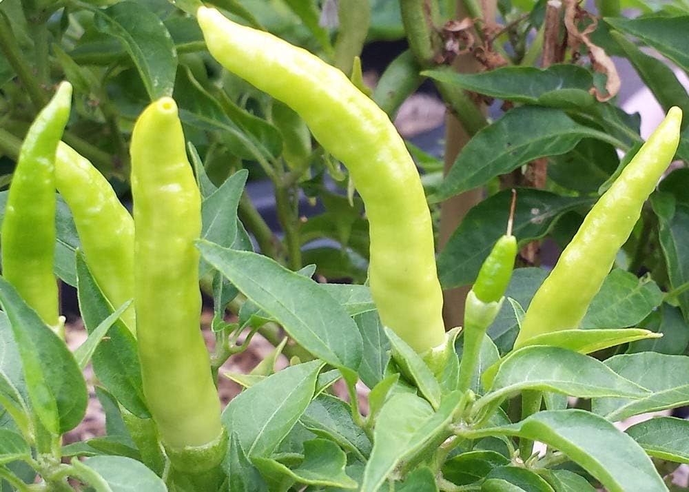 ScoutSeed Chile indio extremadamente caliente, verde claro: alto ...