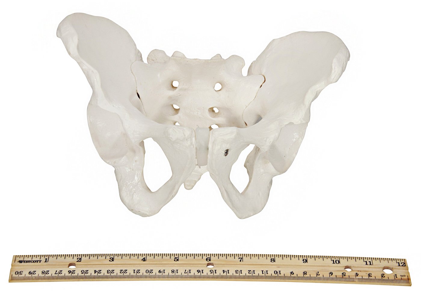 Mua Skeletal Model of The Male Pelvis | Cast from a Real Human Pelvis ...