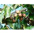 Amazon.com: Hirt's Hardy Anna Kiwi Plant - Actinidia - FEMALE - Tasty ...