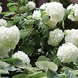 Annabelle hydrangea - How to grow plants