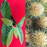 Rambutan tree - How to grow & care