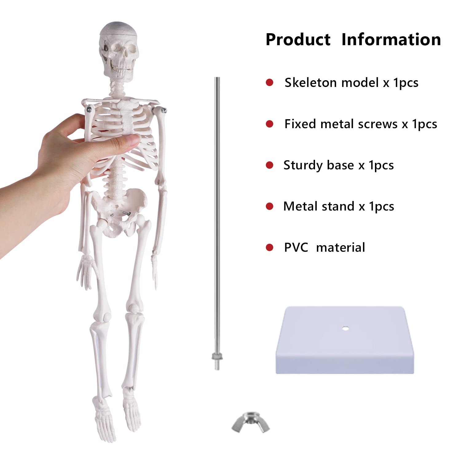 Mua NLShan Human Skeleton Model for Anatomy: Scientific Model with ...
