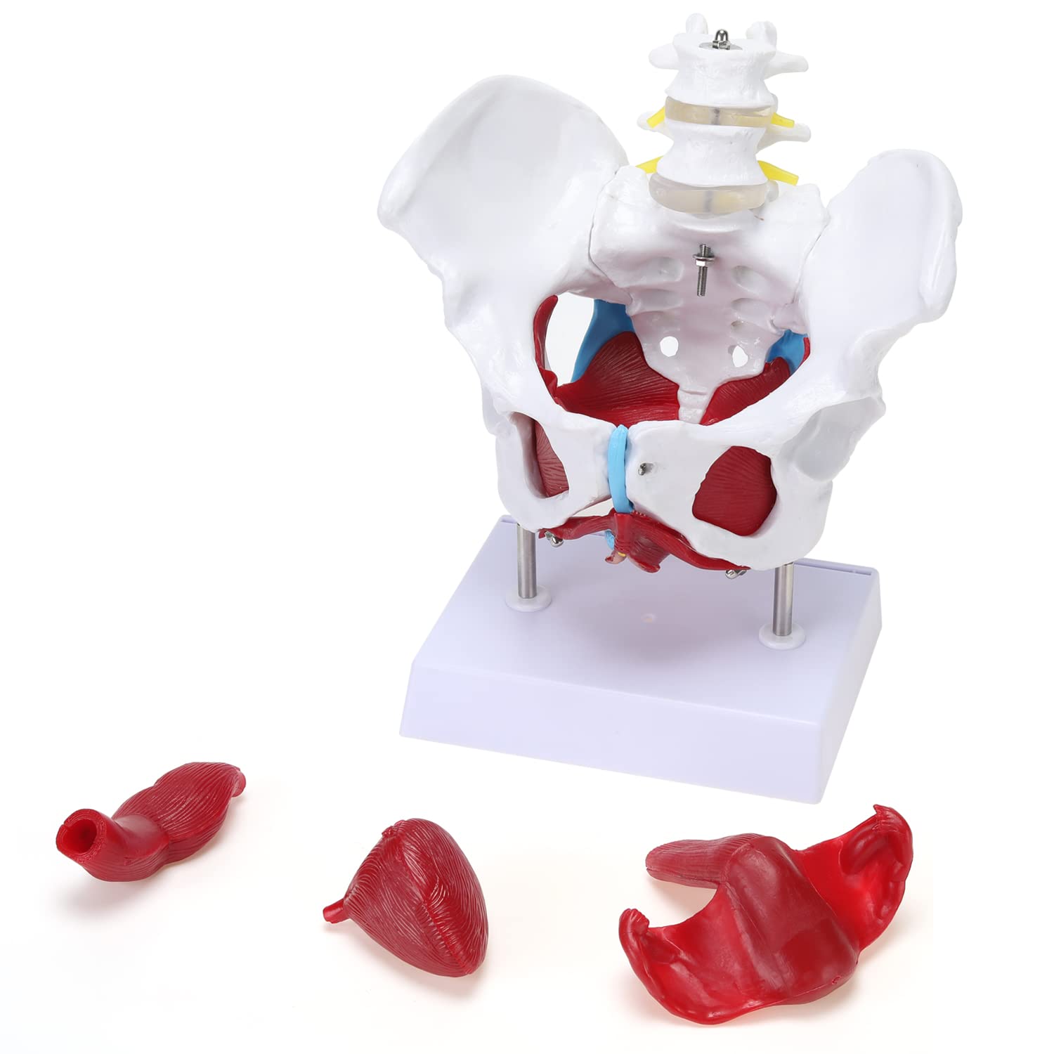 Mua MIIRR Female Pelvis and Perineum Model with Detachable Organs ...