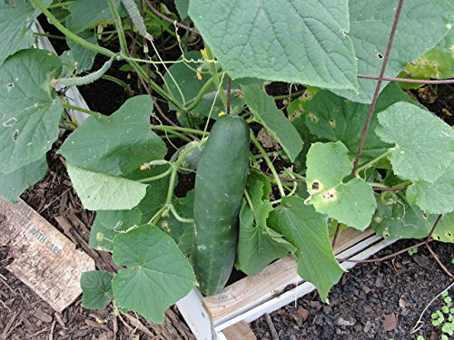 30+ Sweet Success Cucumber Seeds | AmericanGardener.com