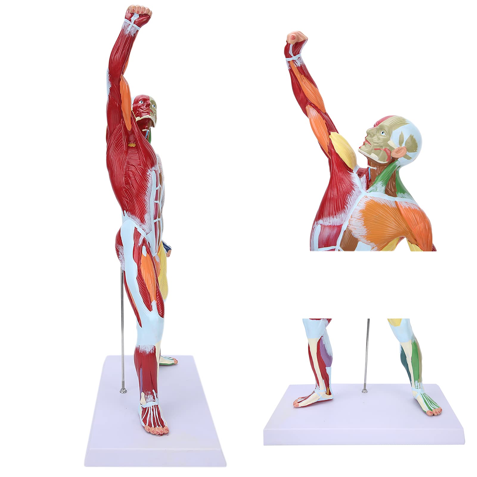 Mua Miniature Muscular System Model, 20" Human Muscle Anatomy Model ...