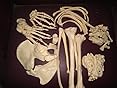 Human bone set for medical students IMPORTED : Amazon.in: Industrial ...