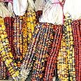 Amazon.com : TomorrowSeeds - Rainbow Ornamental Corn Seeds - 90+ Count ...