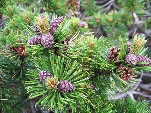 30 Dwarf Mugo Pine Tree Seeds - Pinus mugo pumilio in Saudi Arabia | Whizz