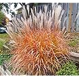 Amazon.com : Flame Grass, Miscanthus Ornamental Grass, Vibrant Foliage ...