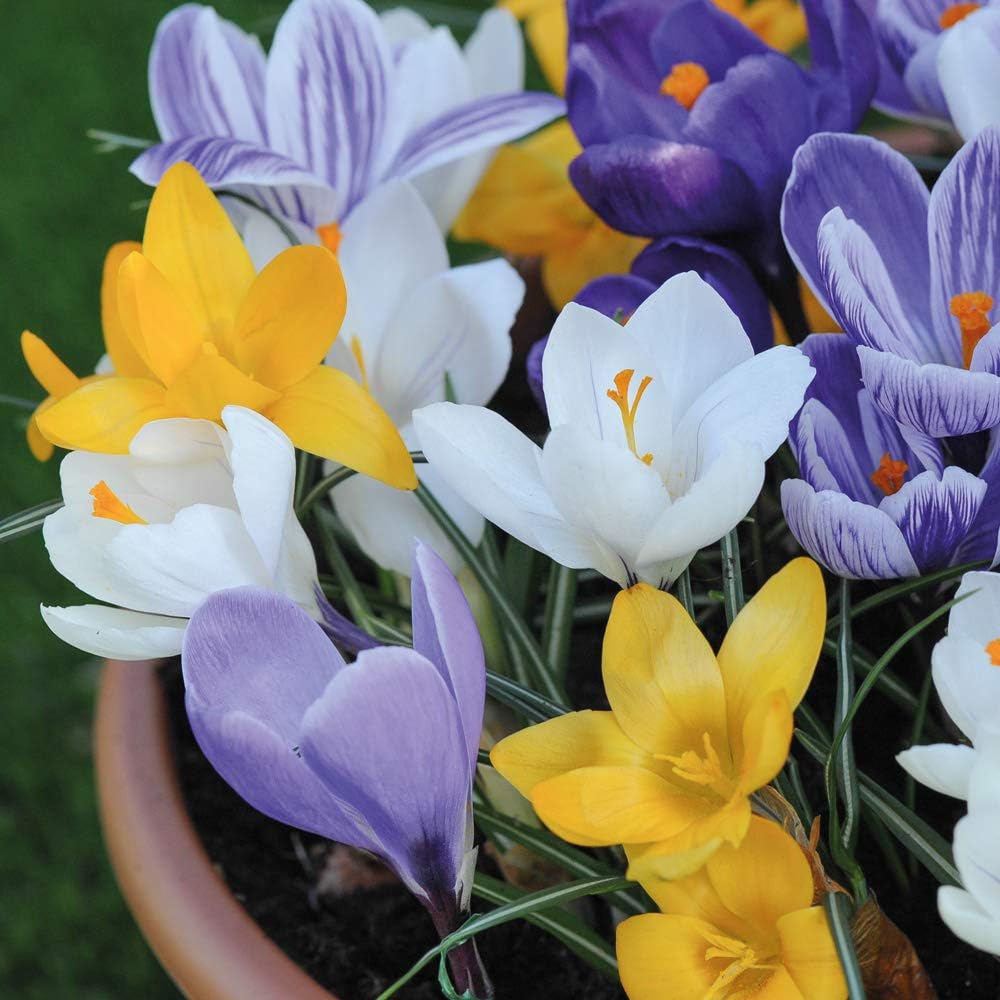 Mixed Crocus Bulbs Spring Flowering Collection Hardy Corms with ...
