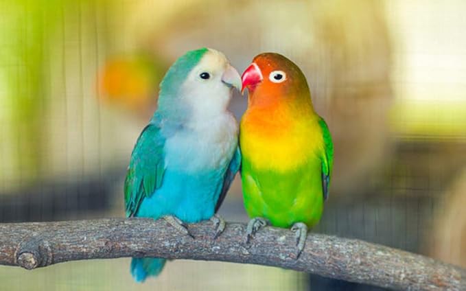 Go Green Tale Beautiful Colorful Love Birds Sticker Poster|Birds Poster ...