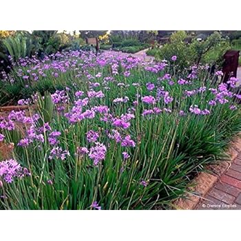 Amazon.com : Purple Society Garlic Plant Clumping Lily-Like Ground ...