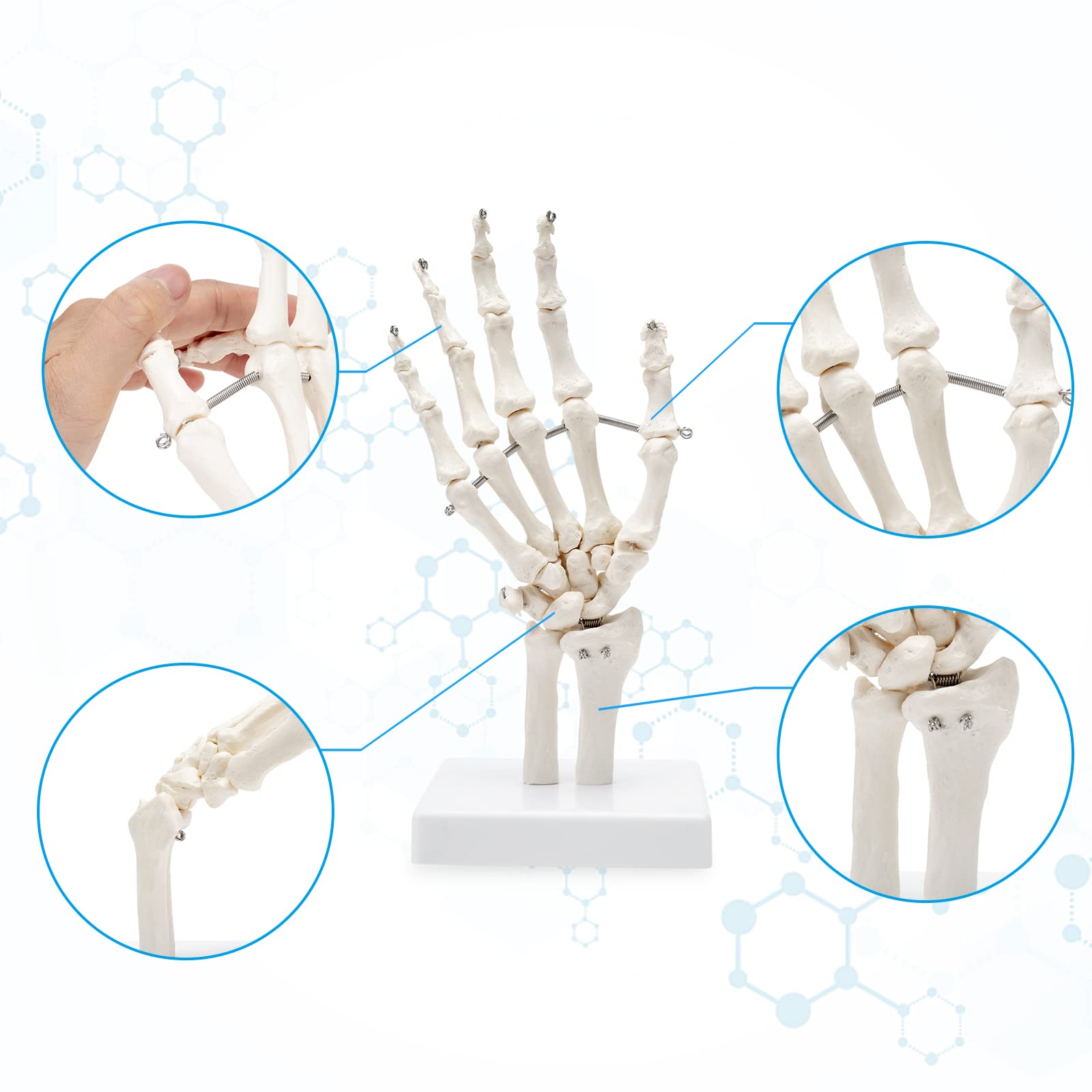 Mua SKUMOD Hand Joint Model, Human Hand Anatomical Model, Showing Ulna ...