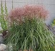 Red Maiden Grass 15 Seeds, Miscanthus Sinensis, Plume Grass: Amazon.co ...