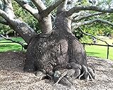 Brachychiton rupestris - How to grow plants