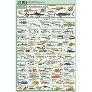 Amazon.com: Great Lakes Game Fish Poster and Identification Chart ...