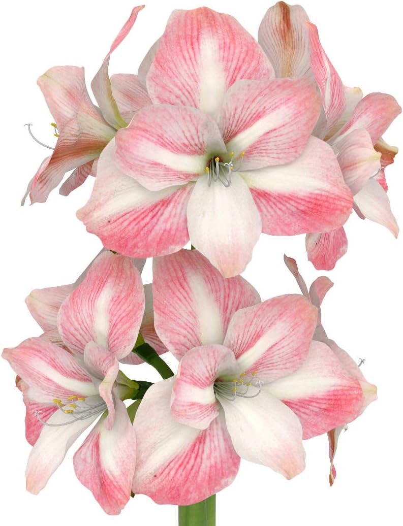 Amazon.com : Bloomaker Giant Amaryllis Bulbs Apple Blossom 5 Pack ...