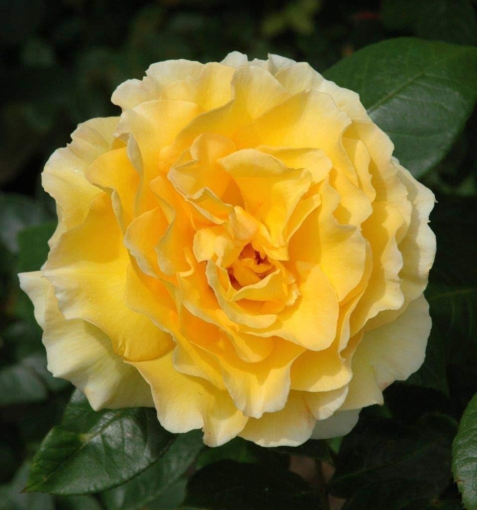Rosa Peter Beales ‘Grosvenor House’ Shrub Rose – BigaMart