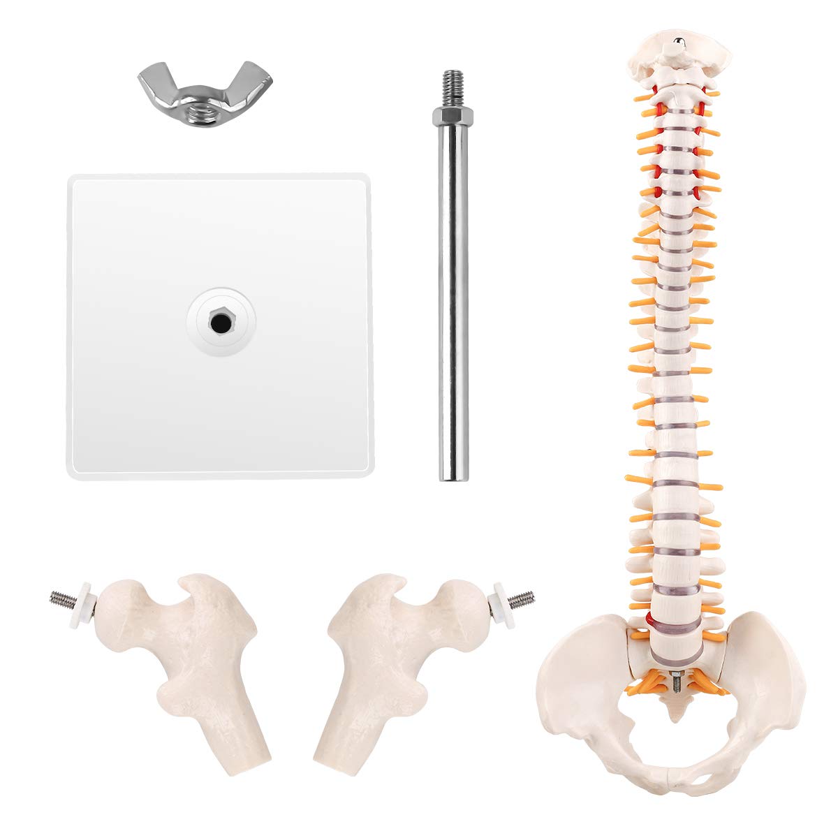 31 Life Size Spinal Cord Model with Vertebrae RONTEN Spine Model Mount ...