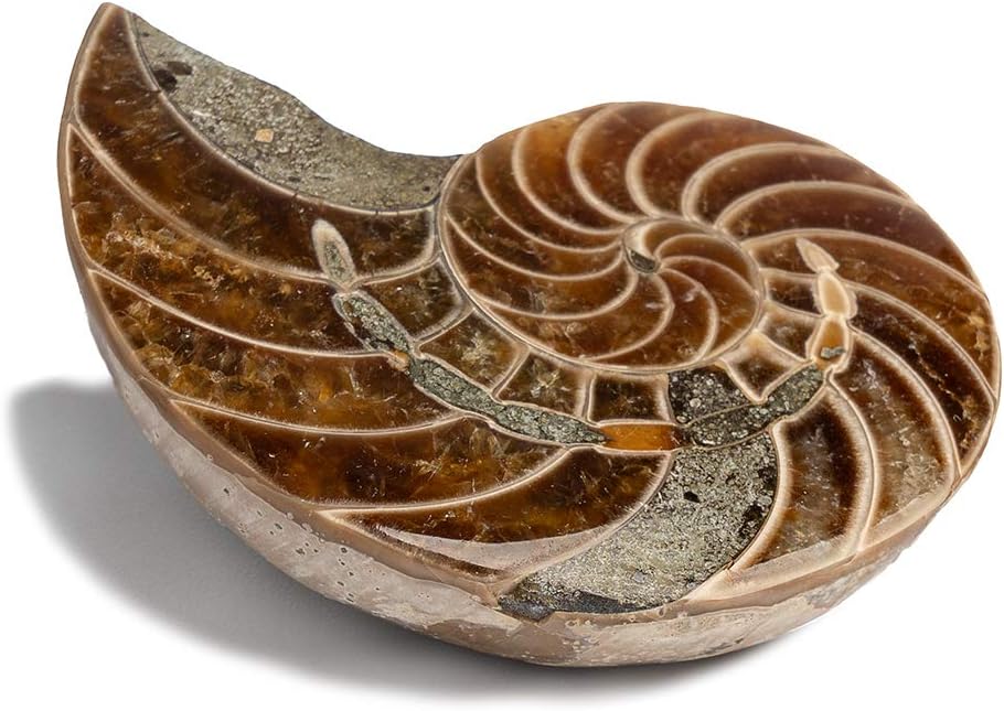 Genuine Cut & Polished Nautilus Fossil in Gift Box – 140 Million Years ...