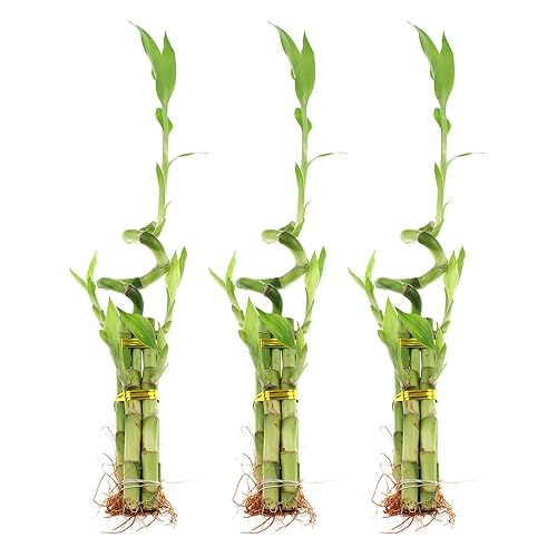 NW Wholesaler - 5 Stalk Live Lucky Bamboo Arrangement with Spiral Stalk ...