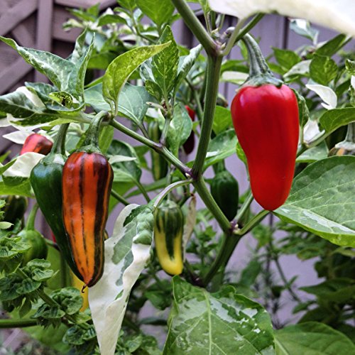 Ornamental Edible Fish Pepper Plant - Beauty and Brawn! | Ornamentals ...