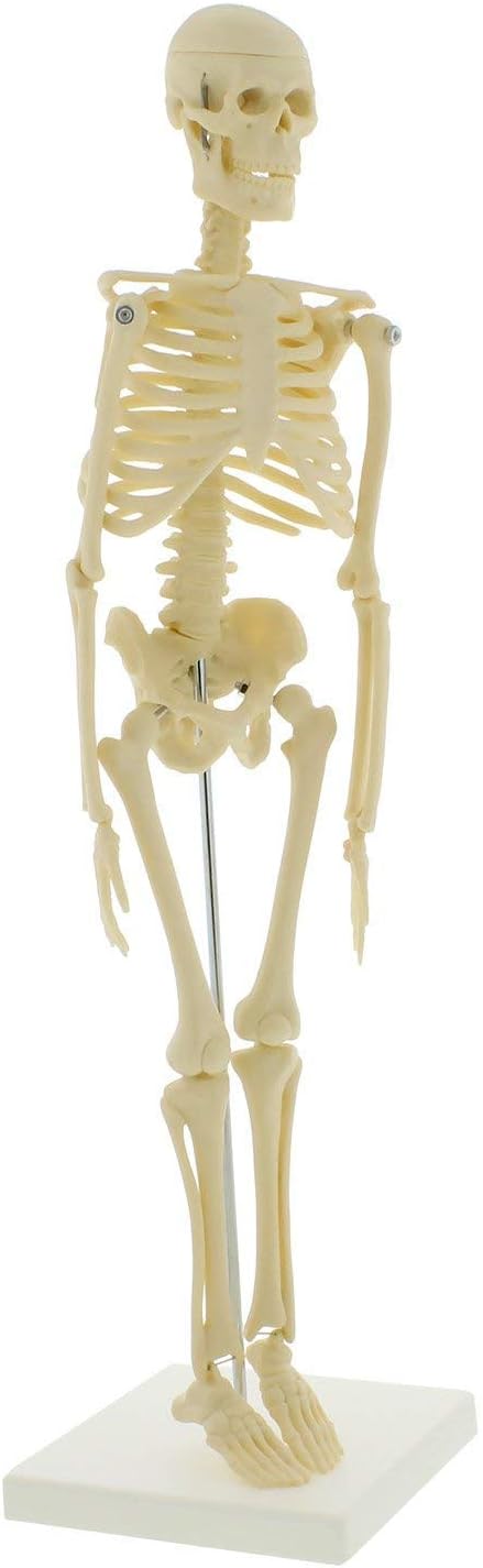 Educational Model Mini Skeleton 17in Human Skeleton Model for Anatomy Anatomical Skeleton Human ...
